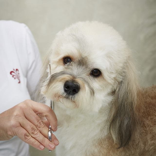 Hundefrisuren | Haarmonie - Hundesalon am Zoo
